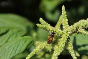 Pigweed (Amaranth): Identification, Control, & Types - GardenerSite