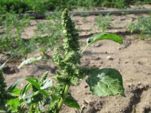 Pigweed (Amaranth): Identification, Control, & Types - GardenerSite